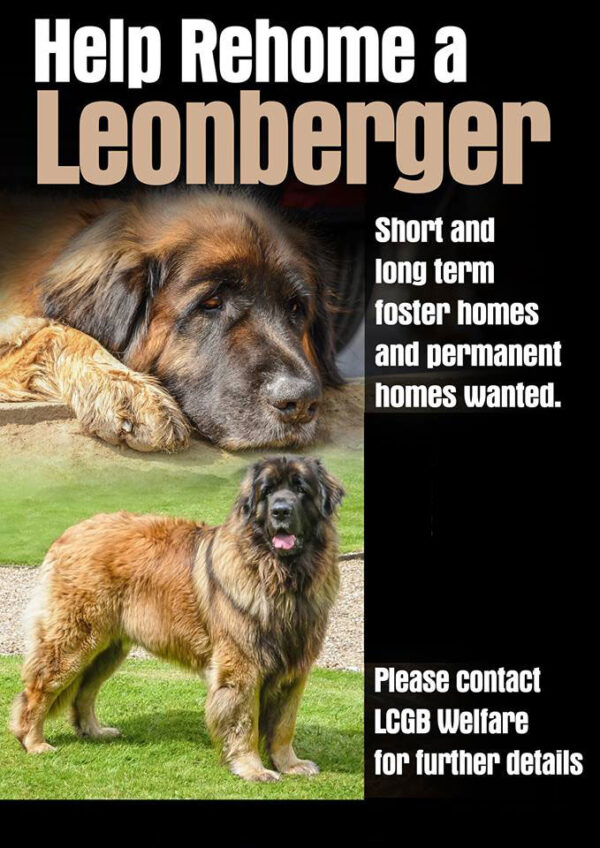 Leonberger Rescue & Welfare – The Leonberger Club of Great Britain